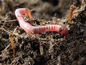 Backyard Miracle Farm Review | Excel Well LLC